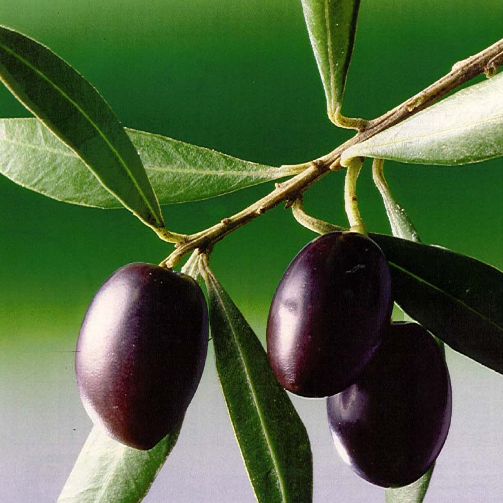 Galega EVOO | A Bit of Taste - Queen Anne Olive Oil Co.